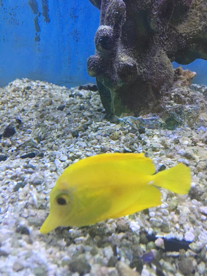 Yellow fish stock photo. Image of saltwater, dory, fish - 97661534