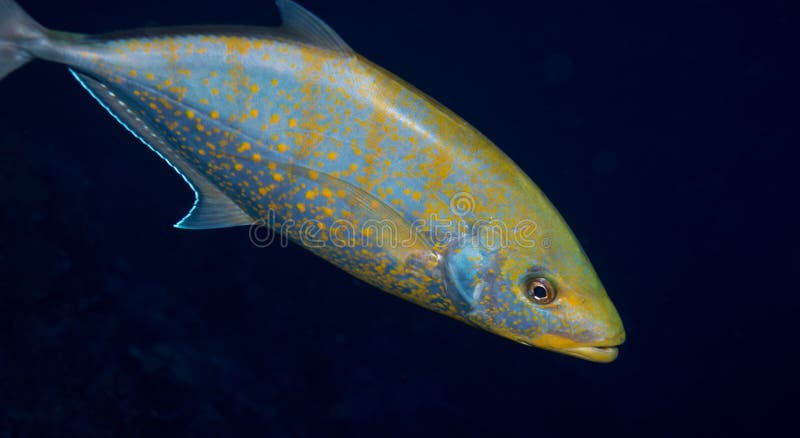 Yellow fish stock image. Image of yellow, wildlife, colorful - 54872115