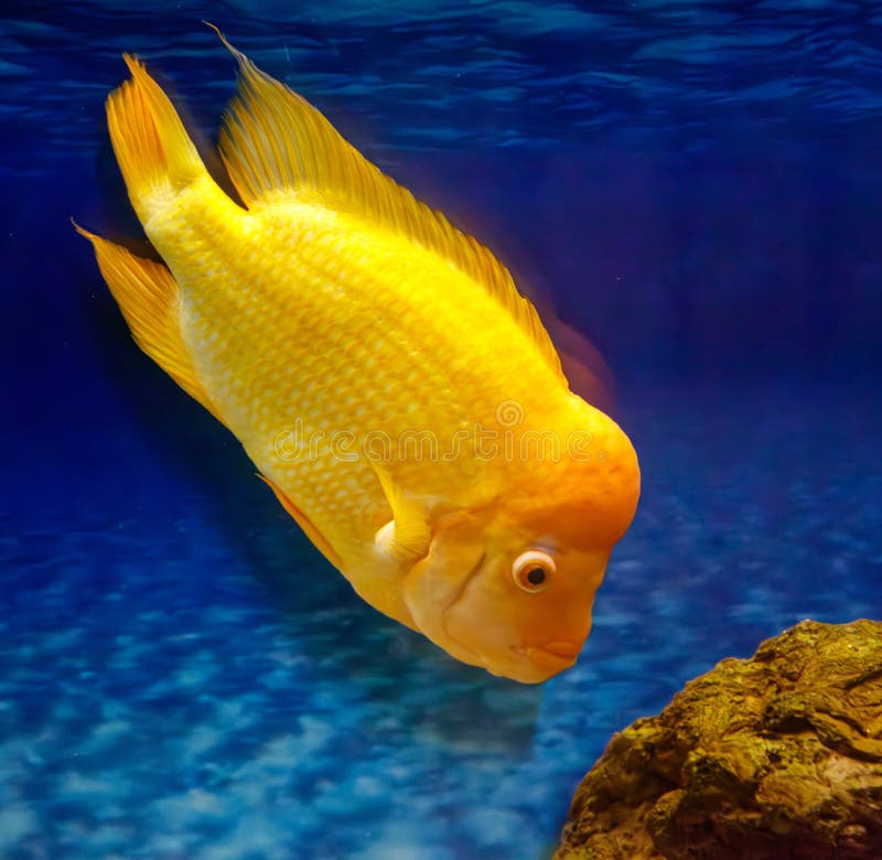 A Yellow Fish is Swimming in a Blue Ocean Stock Photo - Image of marine ...