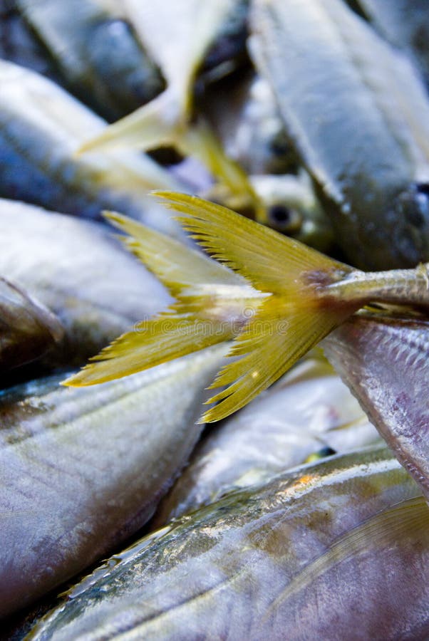 Yellow Fish Tails at Market Stock Photo - Image of market, pile: 3082666