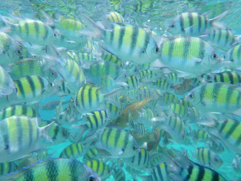 Yellow fish under water stock photo. Image of asian, thailand - 34954644