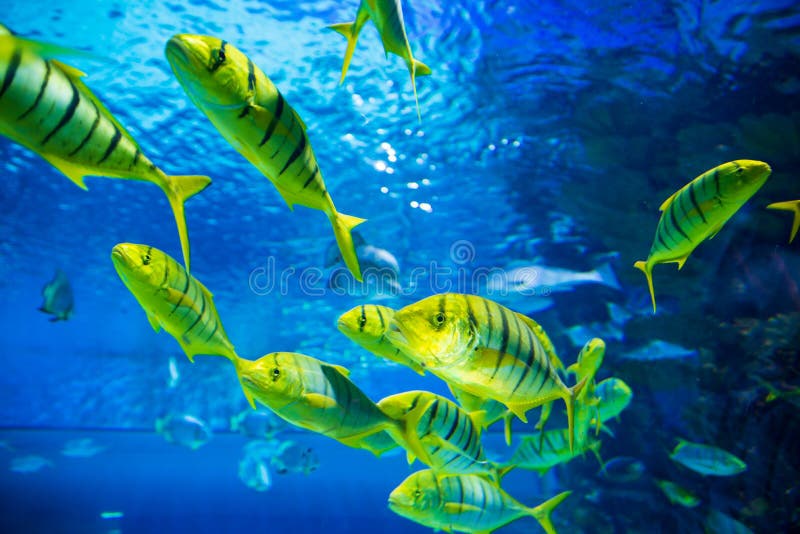Yellow fish underwater stock image. Image of flock, abundance - 184635859