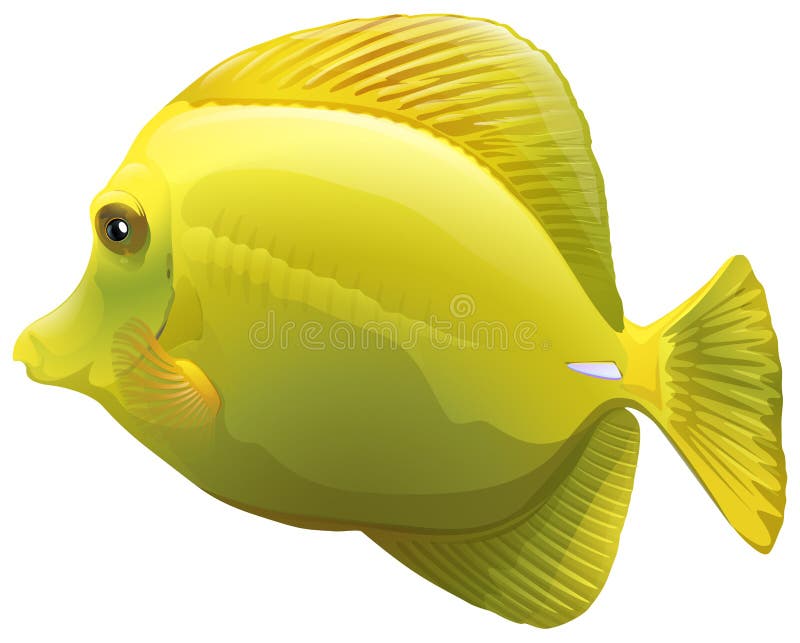 A yellow fish stock vector. Illustration of deities, graphic - 47500081