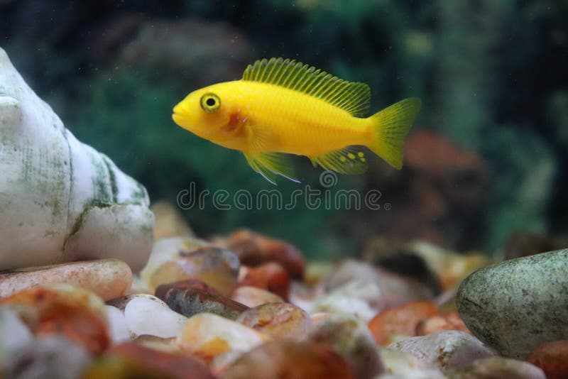 Yellow Fish stock photo. Image of molly, yellow, tank - 134651274