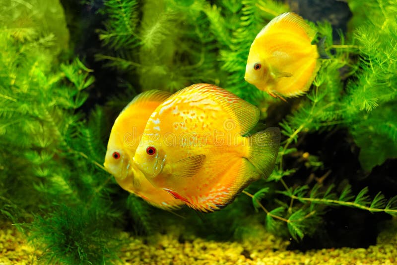 Yellow fishes stock image. Image of animal, beauty, aquarium - 14816587