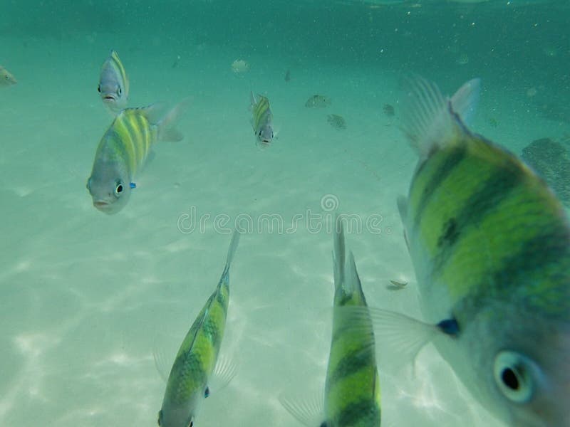 Yellow Fishes Under Water with Eye and Clear Water Stock Image - Image ...
