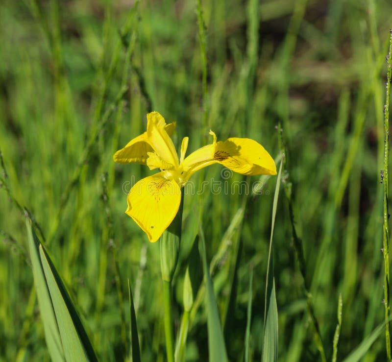 Yellow Flag, Yellow Iris or Water Flag (Iris Pseudacorus) Flower ...