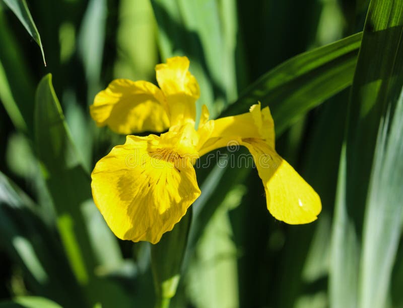 Yellow Flag, Yellow Iris or Water Flag (Iris Pseudacorus) Flower ...
