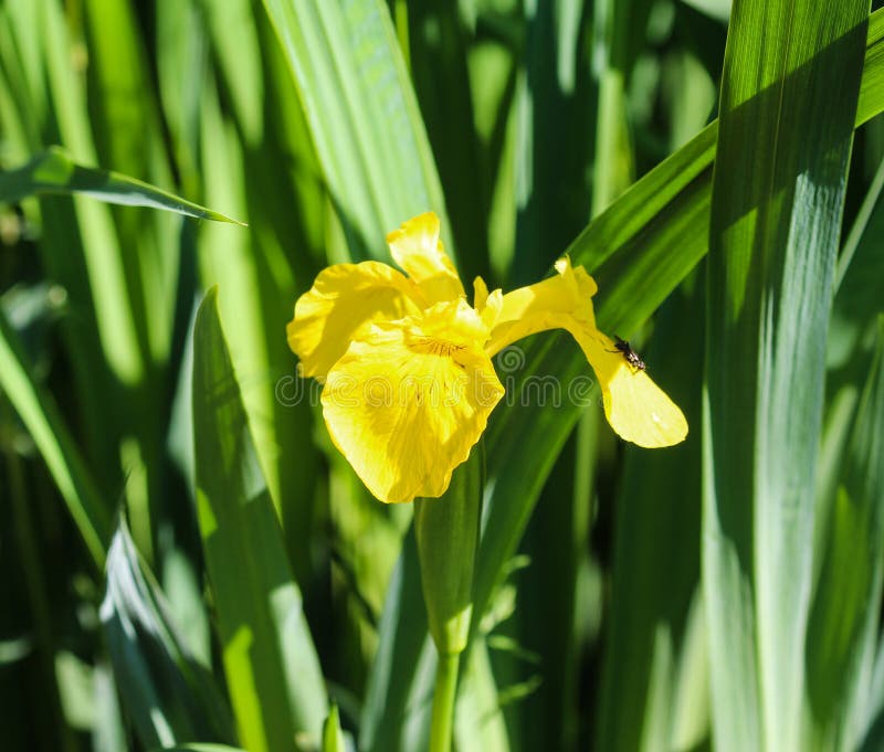 Yellow Flag, Yellow Iris or Water Flag (Iris Pseudacorus) Flower ...