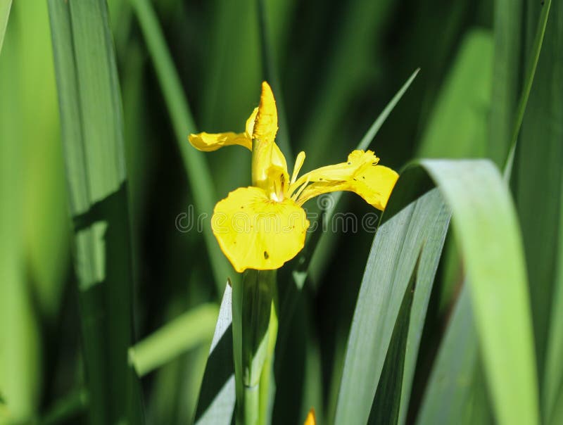 Yellow Flag, Yellow Iris or Water Flag (Iris Pseudacorus) Flower ...