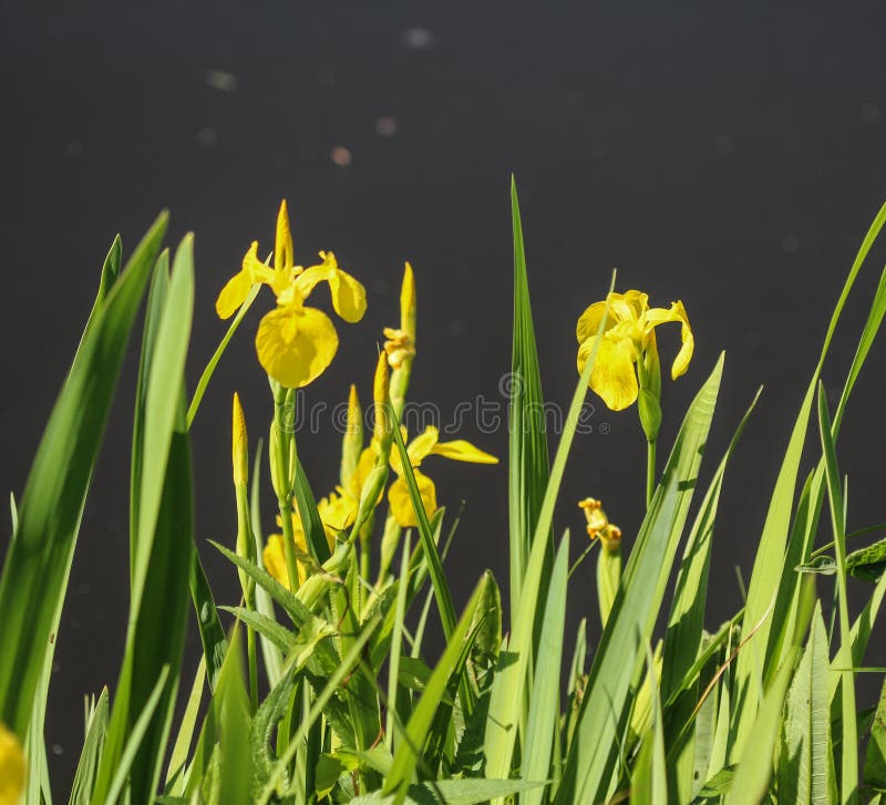 Yellow Flag, Yellow Iris or Water Flag (Iris Pseudacorus) Flower ...