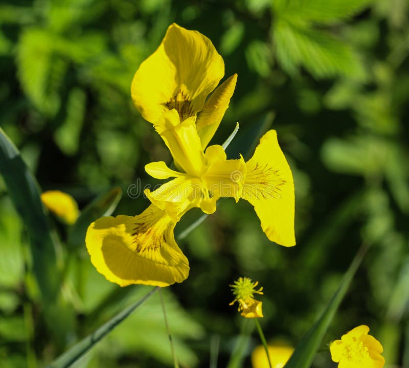 Yellow Flag, Yellow Iris or Water Flag (Iris Pseudacorus) Flower ...