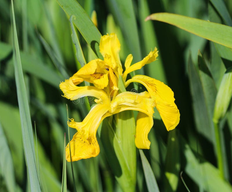 Yellow Flag, Yellow Iris or Water Flag (Iris Pseudacorus) Flower ...