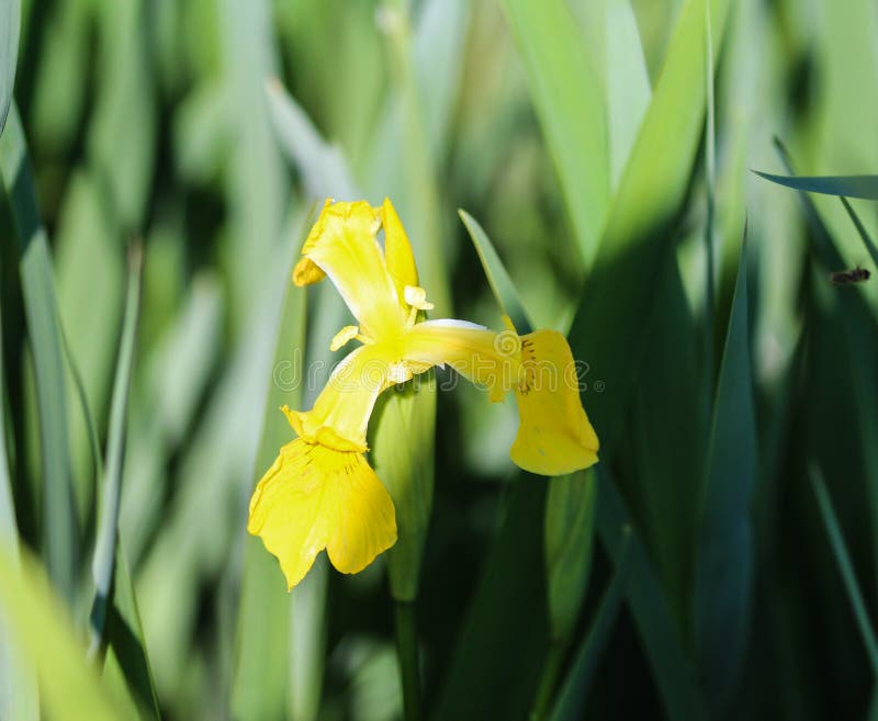 Yellow Flag, Yellow Iris or Water Flag (Iris Pseudacorus) Flower ...