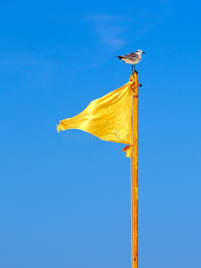 Seagull on flagpole stock photo. Image of pole, bird - 33275090