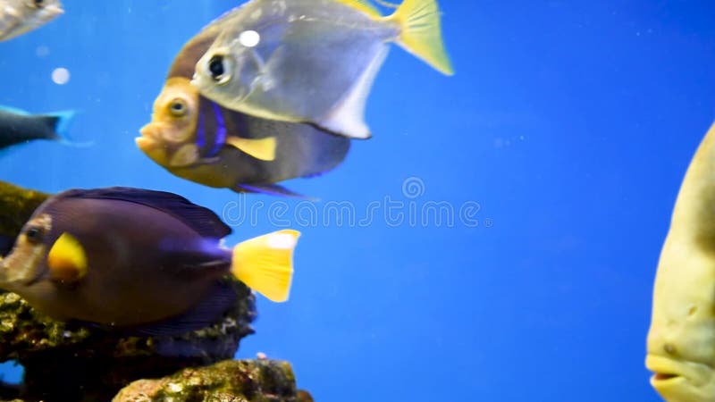 Yellow, Flat Fish in an Aquarium among Algae and Coral Stock Video ...