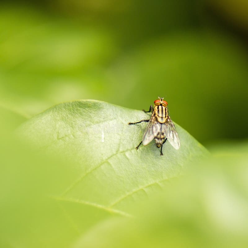 Yellow Flesh Fly stock image. Image of wild, yellow - 174529199