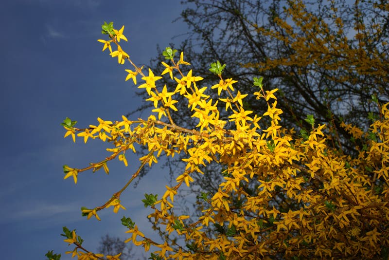 Yellow, Branch, Tree, Sky Picture. Image: 134701024