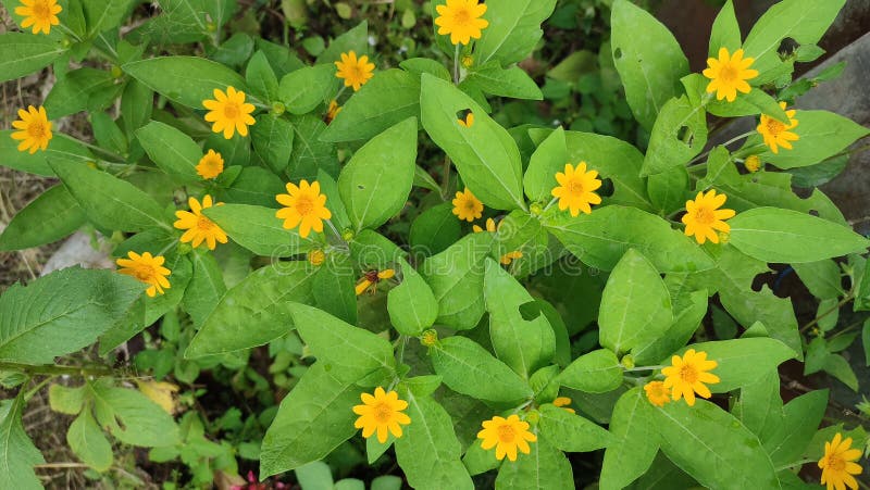 Lata Flower Stock Photos - Free & Royalty-Free Stock Photos from Dreamstime