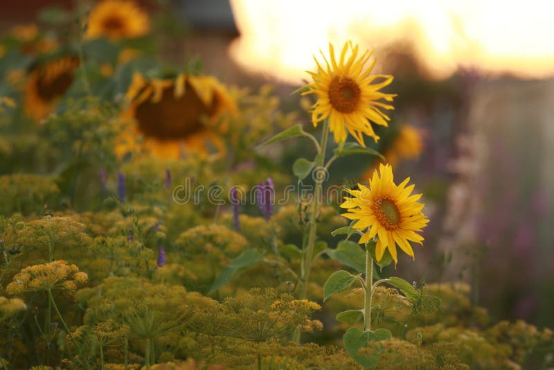 Yellow flour stock photo. Image of flour, sunflowers - 97220062