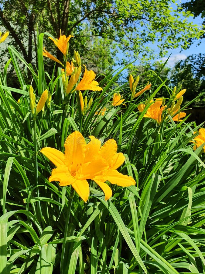 Yellow Flouwers in Summer Garden Stock Image - Image of summer ...