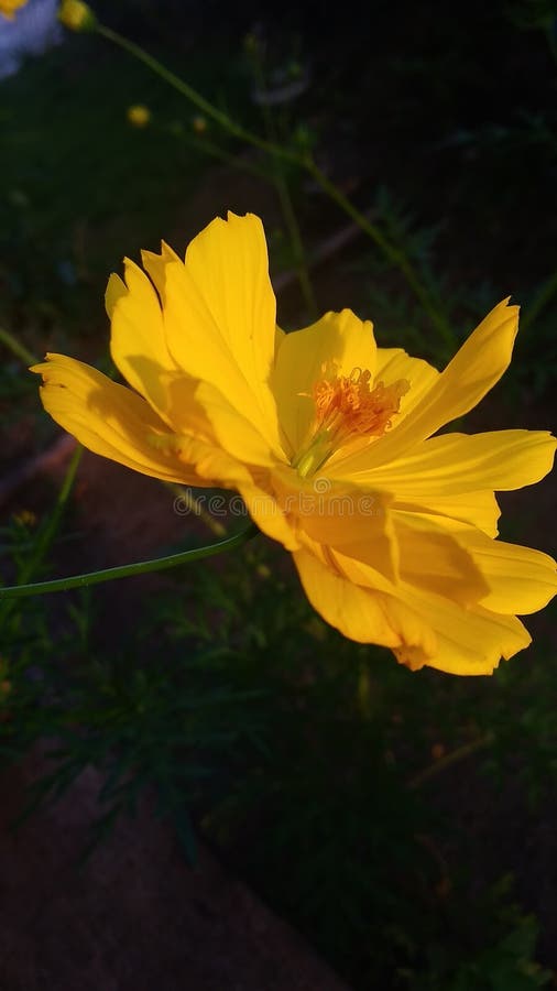 Yellowflow stock image. Image of blossom, plant, wildflower - 248196979
