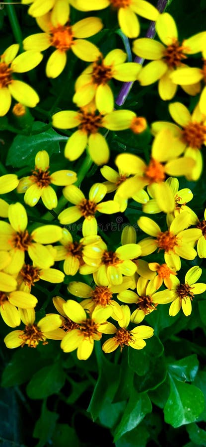 Yellow flowe autumn stock image. Image of yellow, green - 234005569