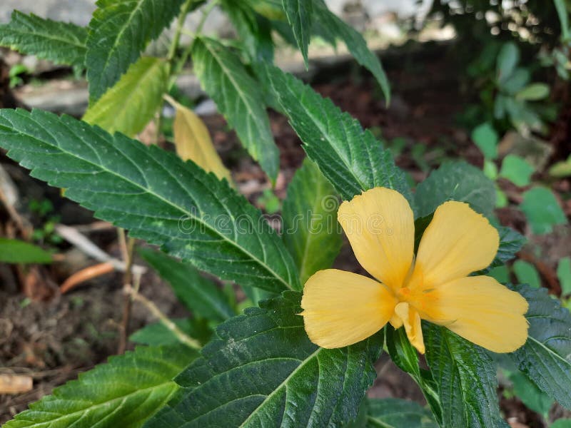 Yellow flowe green leaf stock photo. Image of flower - 278428638
