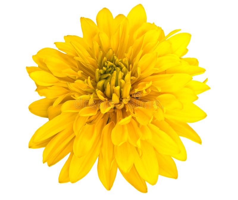 Yellow flower stock photo. Image of white, flower, summer - 13234504