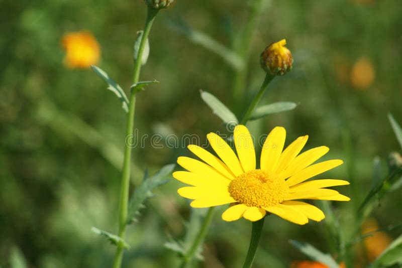 Yellow Flower Farm Road Fence Countryside Montana Stock Image - Image ...