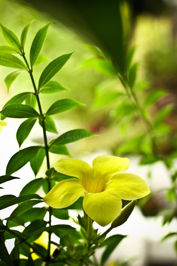 Yellow Flower stock image. Image of yellow, amor, natural - 38204975