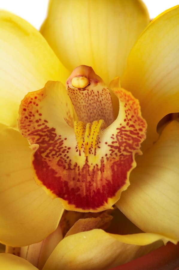 Portia flower stock photo. Image of asia, white, thai - 32236754