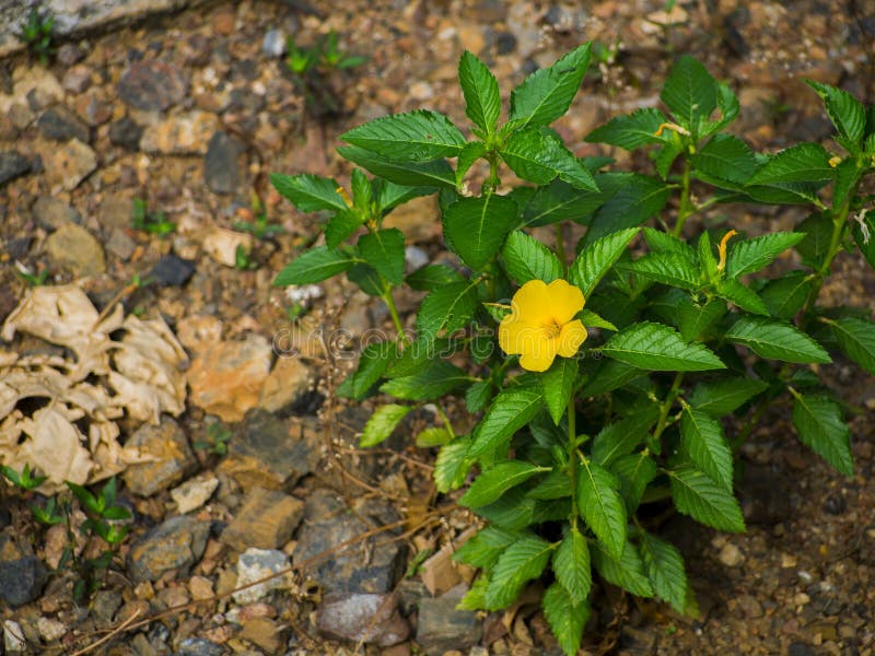 Yellow flower stock image. Image of blooming, growth - 40923017
