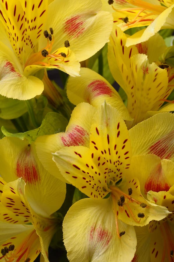 Alstroemere Stock Photos - Free & Royalty-Free Stock Photos from Dreamstime