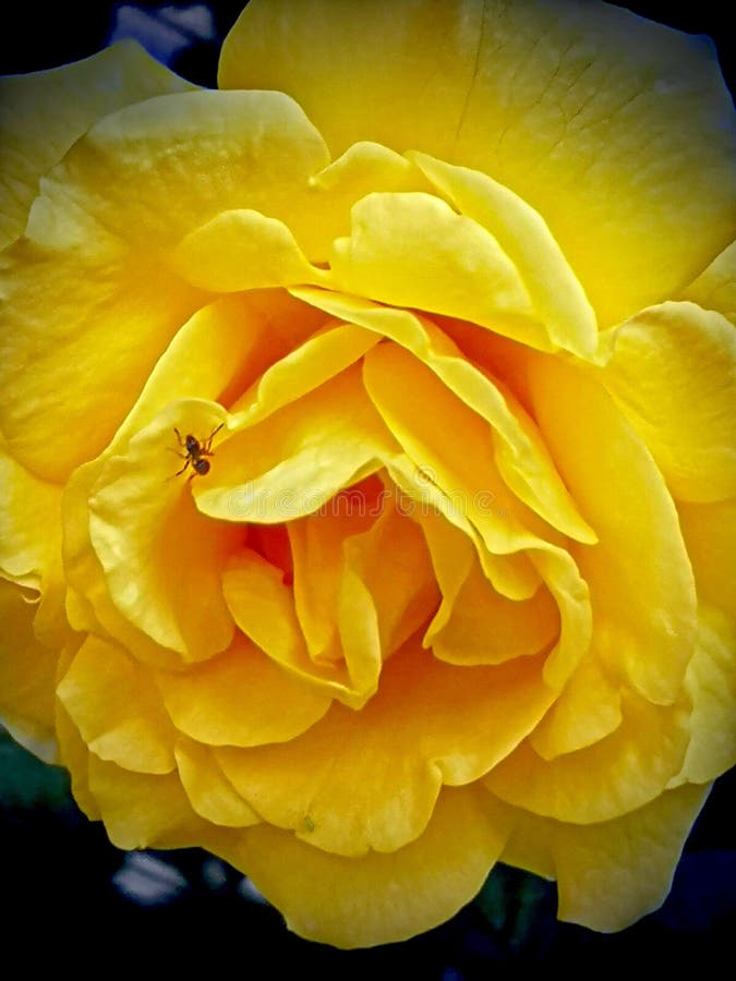 Yellow flower with ant stock photo. Image of roses, flower - 124762178