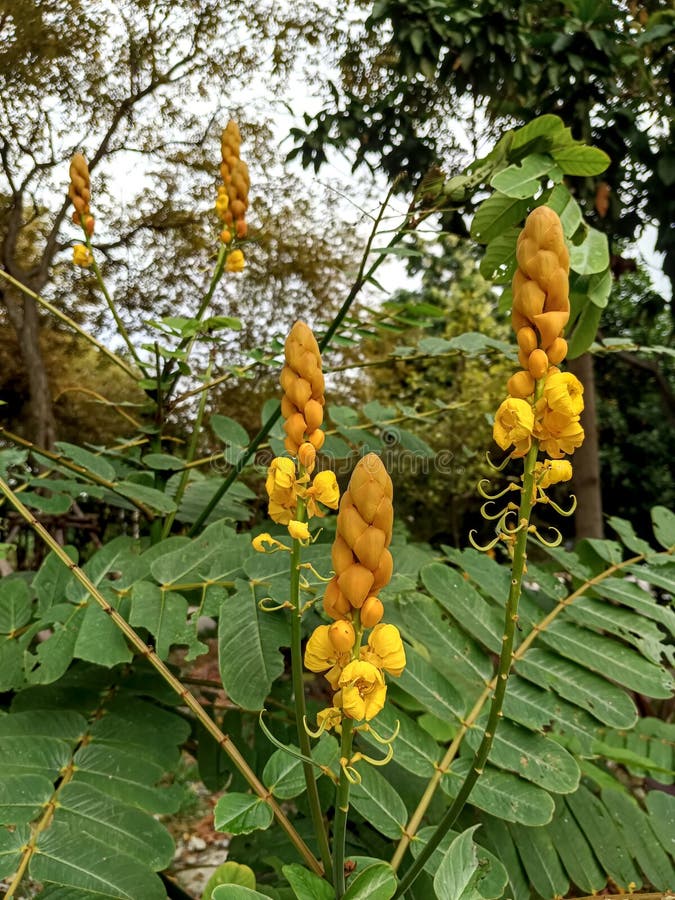 Yellow Flower As Stick on the Leaf Stock Photo - Image of flowers ...