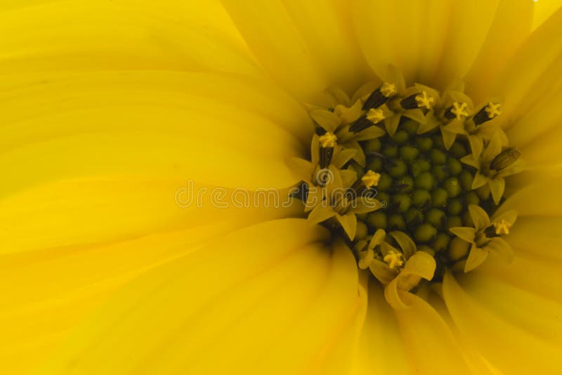 Yellow flower of autumn stock image. Image of garden - 11010025
