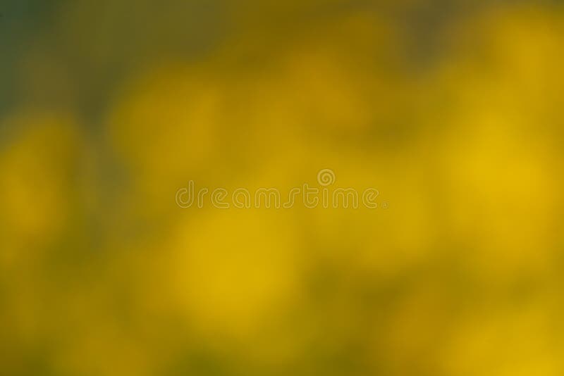 Yellow Flower Background stock photo. Image of flower - 263160308