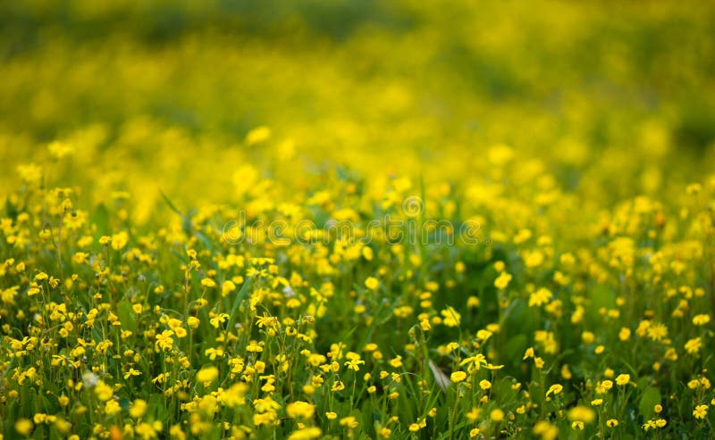 Yellow flower background stock photo. Image of flowers - 4534524