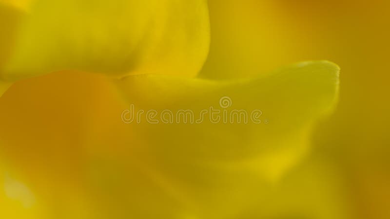 Yellow Flower Background Closeup Full Frame Soft Focus Stock Photo ...
