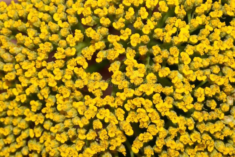 Yellow flower backgrounds stock image. Image of nature - 9947571