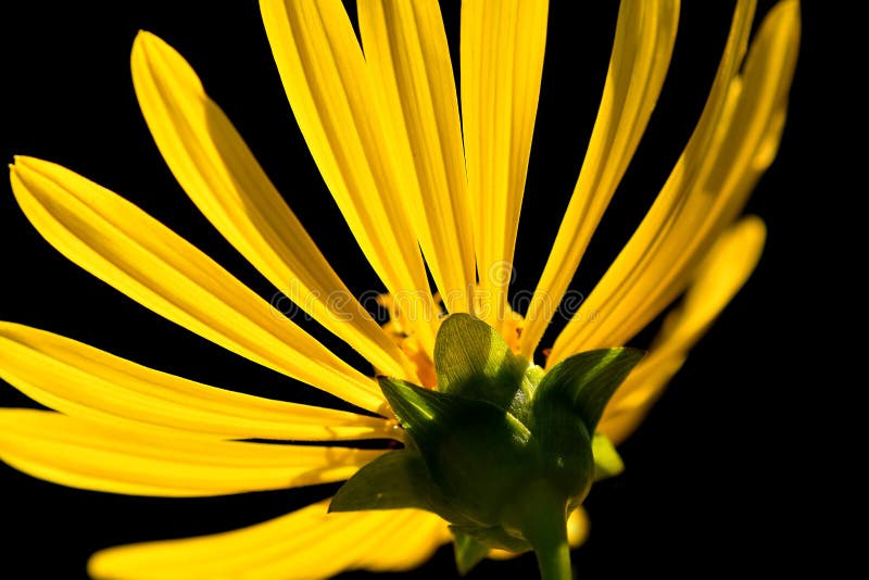 Yellow Flower in Backlit with Black Background Stock Photo - Image of ...