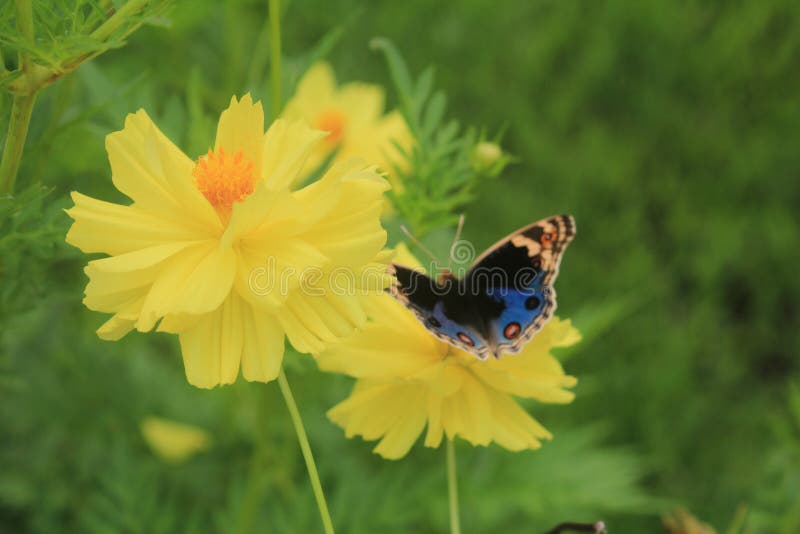 Yellow flower stock photo. Image of nature, plant, pieridae - 80369964