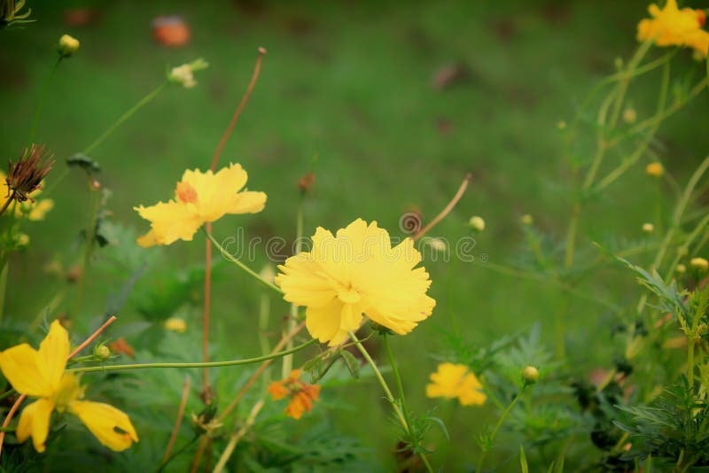 Yellow flower stock photo. Image of yellowflower, plant - 80370026