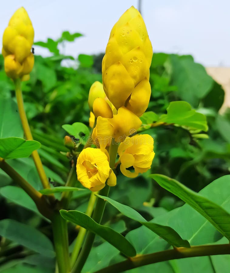 Beautiful Flower Calli Stock Photos - Free & Royalty-Free Stock Photos ...