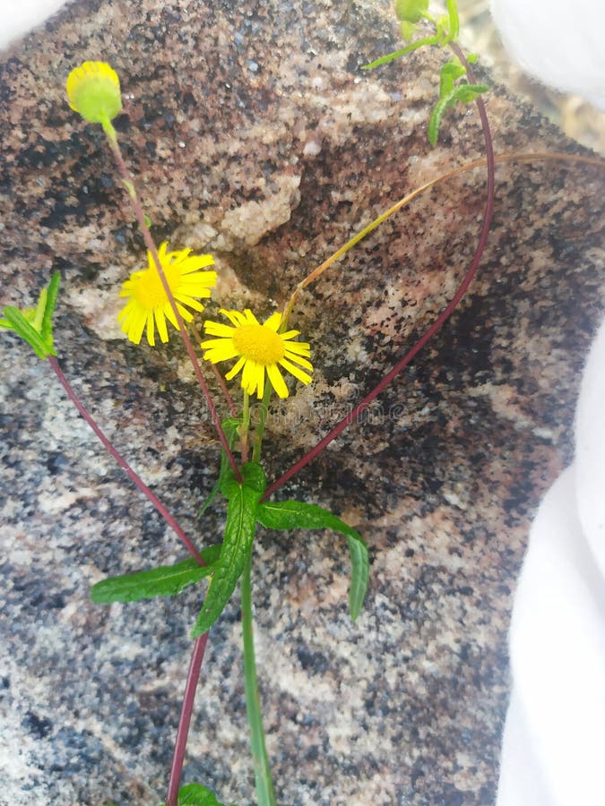 Yellow Flower Beautiful Environment Stock Photo - Image of flower ...