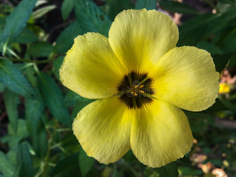 Yellow flower stock photo. Image of flower, green, gloomy - 92781836