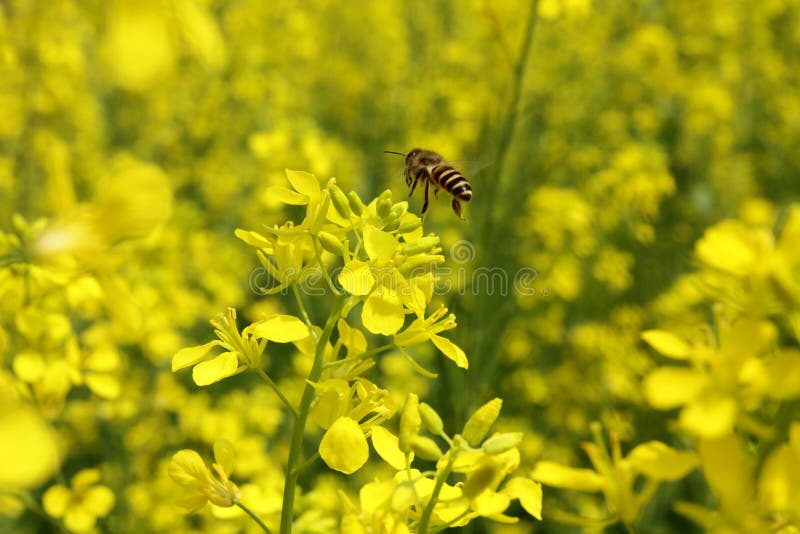 Yellow flower and bee stock photo. Image of sulfur, closeup - 63897968