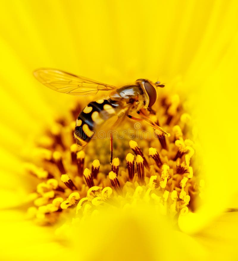 A Yellow Flower with a Bee on it Stock Image - Image of spring, blossom ...