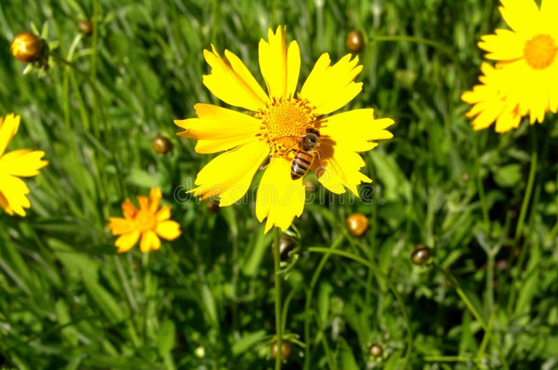 Yellow flower and bee stock image. Image of greeting - 93255101